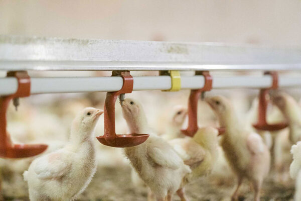 Broiler Drinking System with Cups – Lubing UK & Ireland Ltd