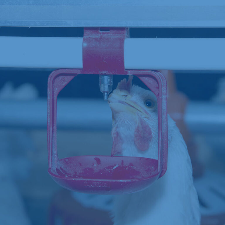 Lubing Poultry Drinking Systems – Lubing UK & Ireland Ltd