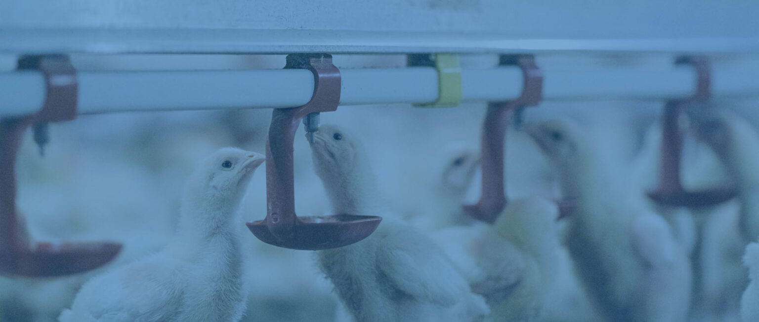 Broiler Drinking System with Cups – Lubing UK & Ireland Ltd