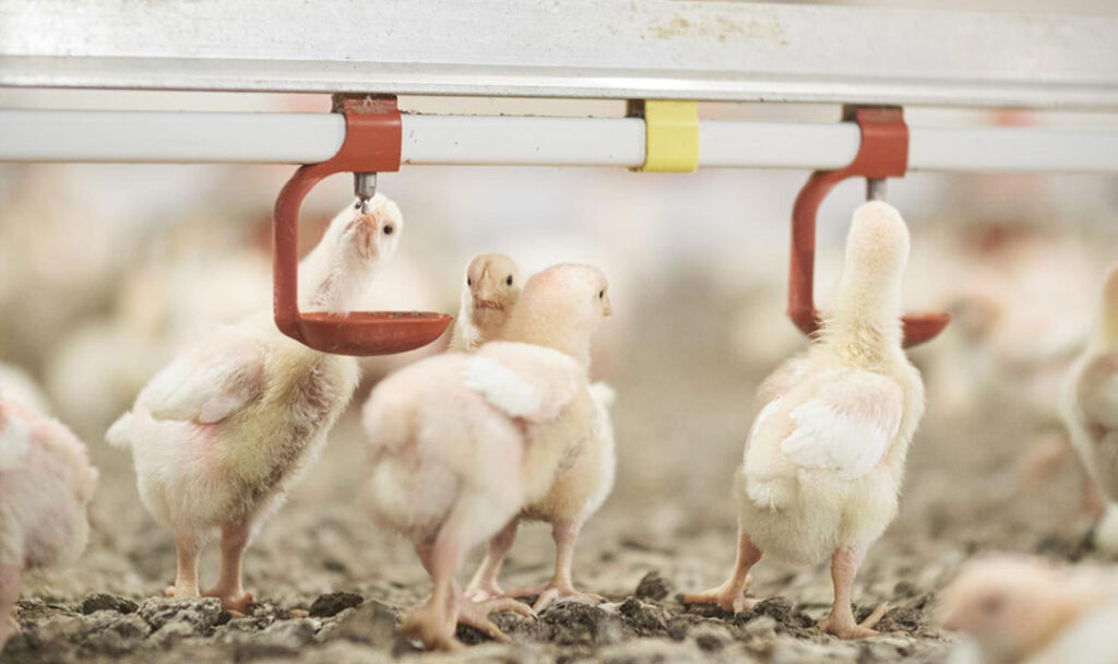 How broiler drinker set-up can influence litter quality – Lubing UK ...